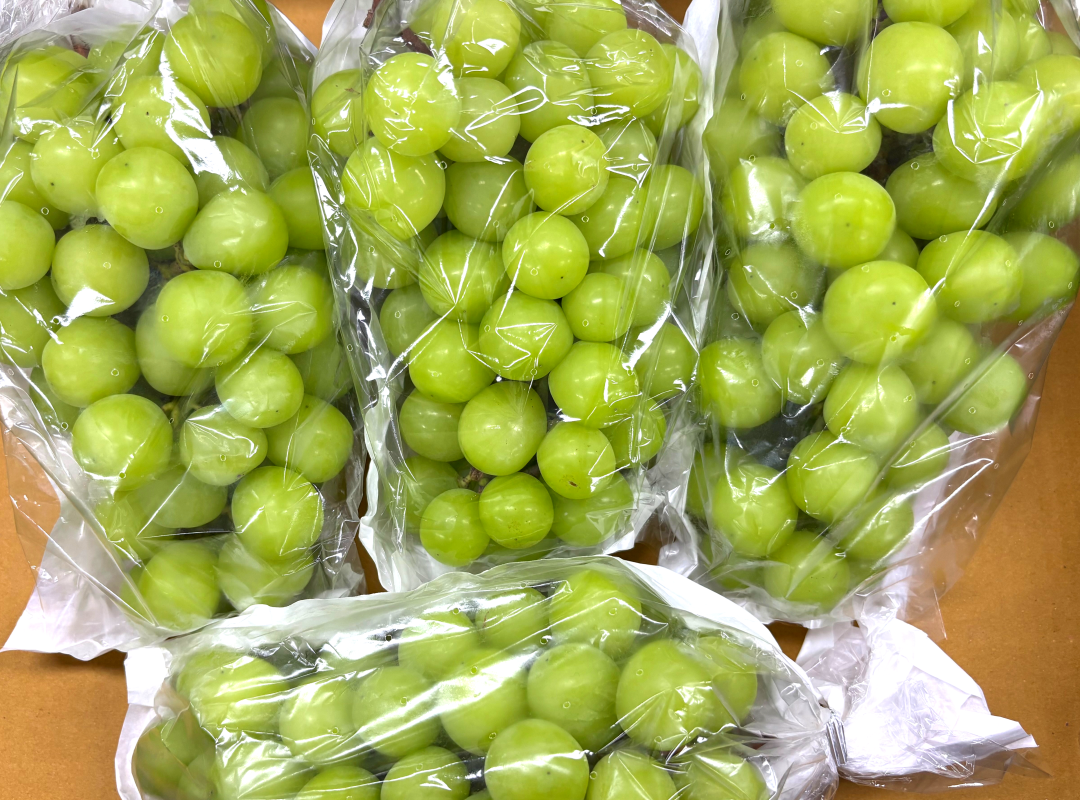 조치원농협 샤인머스켓 3kg(4송이 이내) 답례품 | 위기브 wegive